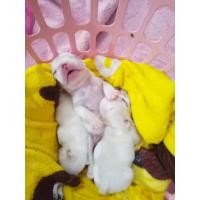 ขายเฟรนบลูด็อก เช็คราคาล่าสุด ราคาถูก ราคาปัจจุบัน ขายเฟรนบลูด็อก เช็คราคาล่าสุด ราคาถูก ราคาปัจจุบัน